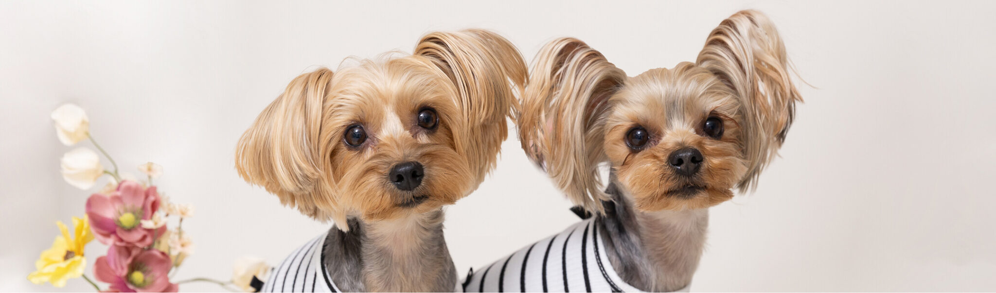 Service | Dogram（ドッグラム）