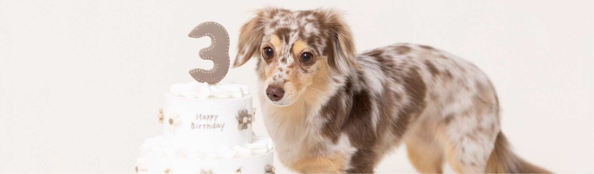 Basic | Dogram（ドッグラム）